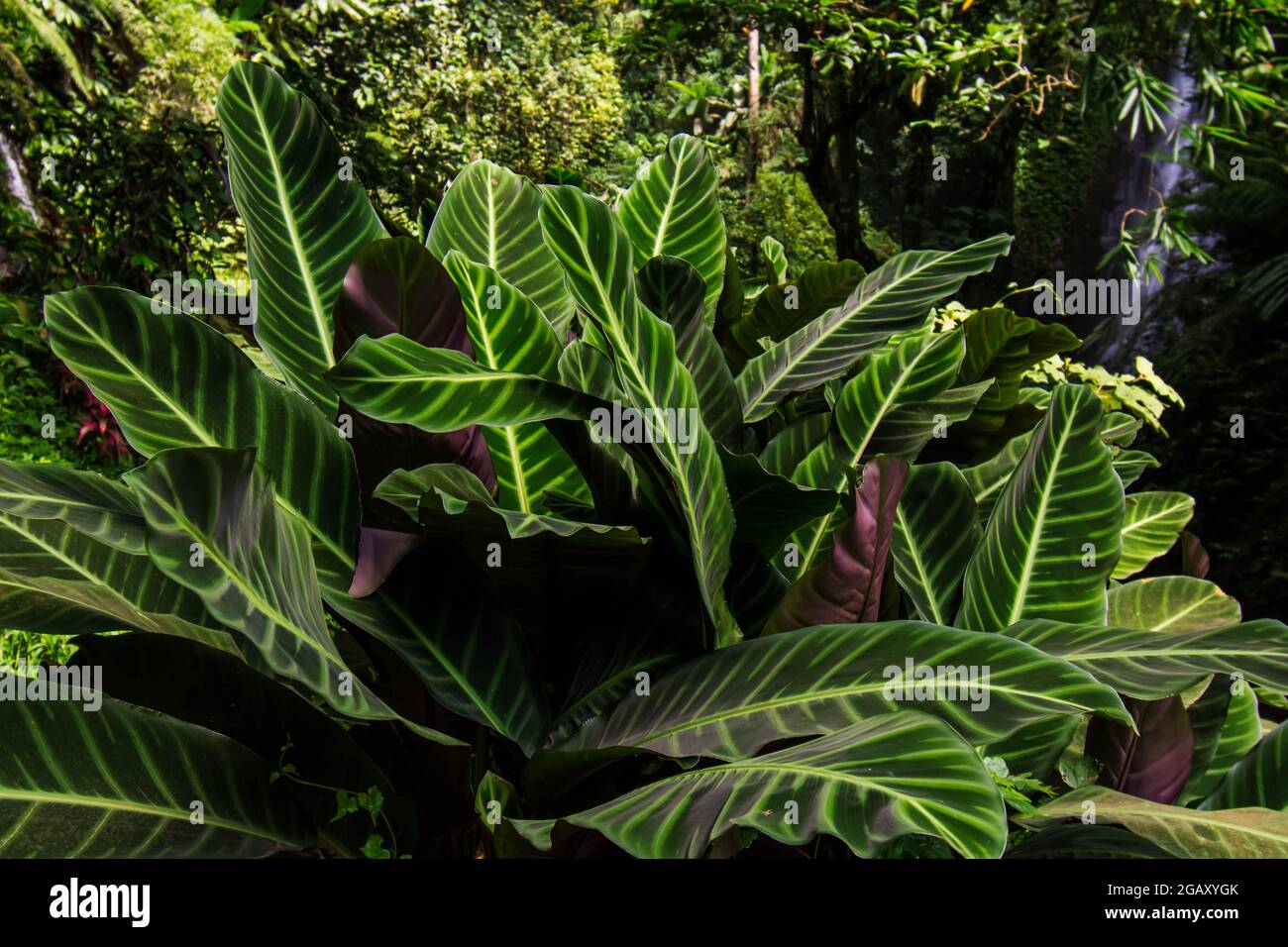 Calathea plant hi-res stock photography and images - Alamy