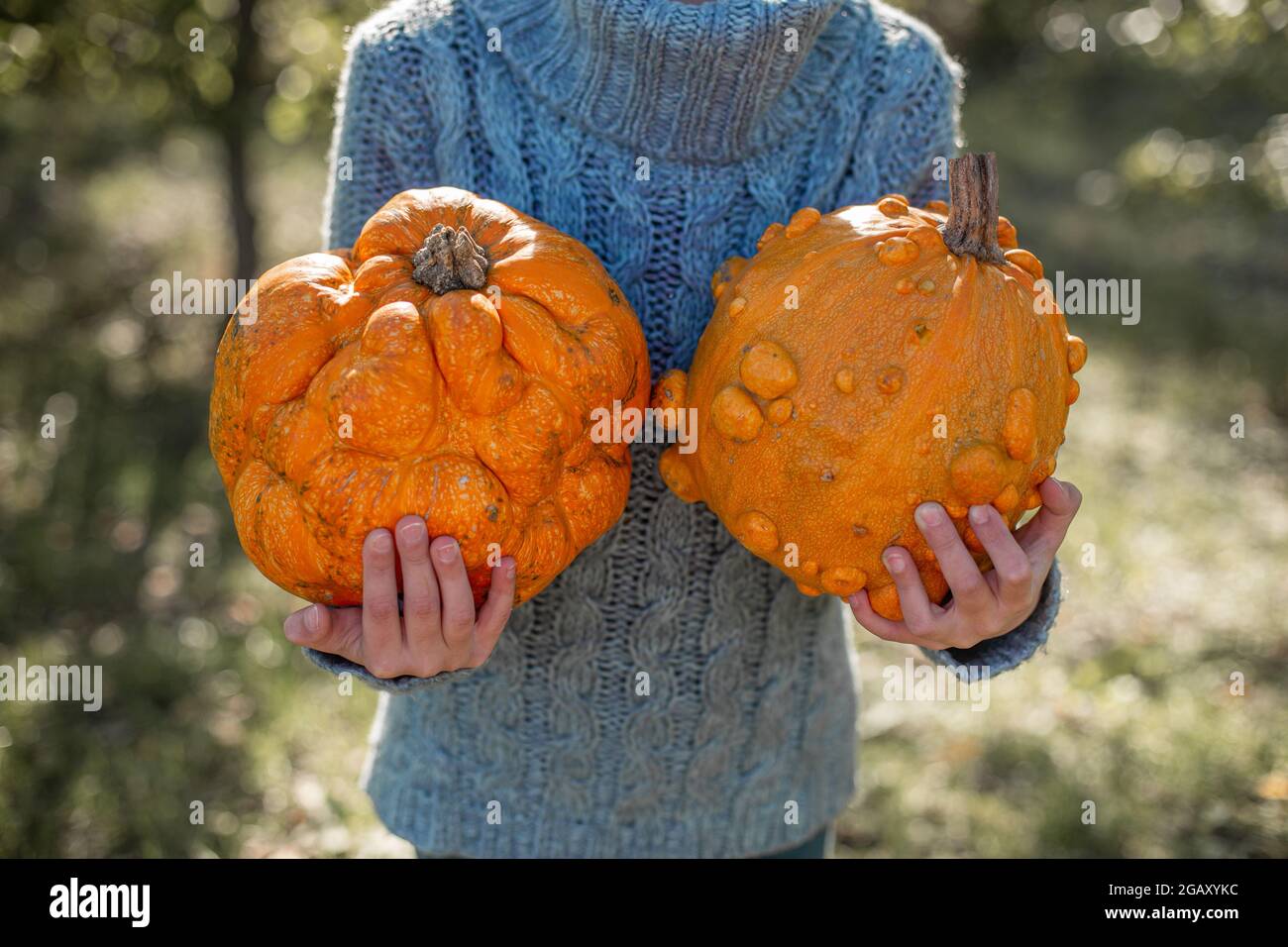 Deformed ugly orange pumpkins in a child hands Stock Photo - Alamy