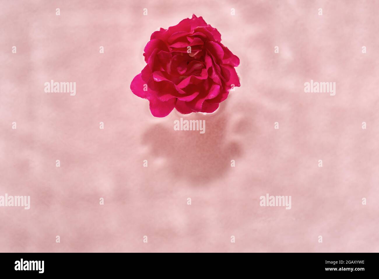 Rose flower floating in water on pink background - summer concept with ...