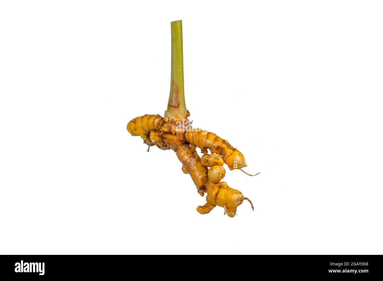 Javanese turmeric hi-res stock photography and images - Alamy