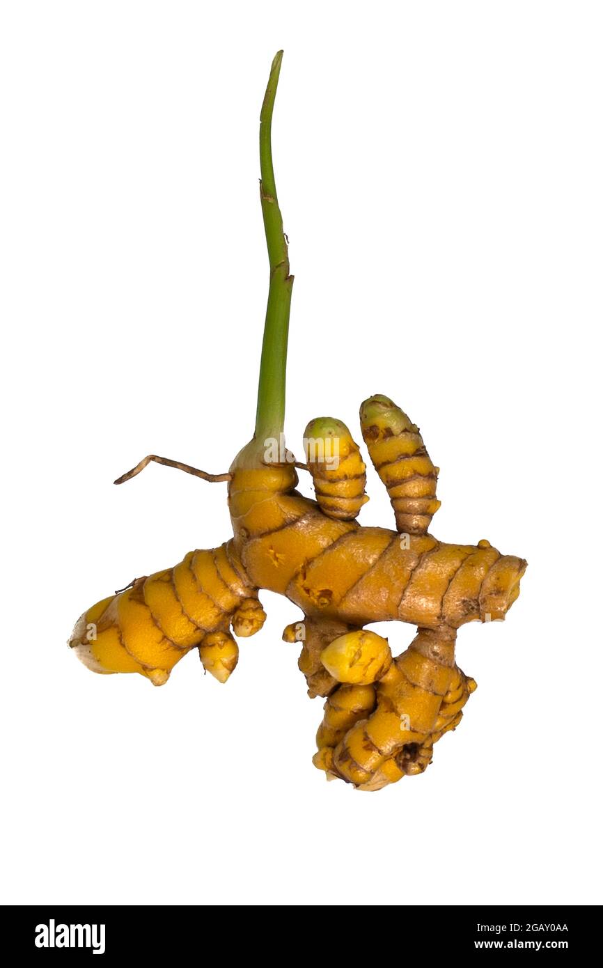turmeric root, and ground spice Stock Photo - Alamy