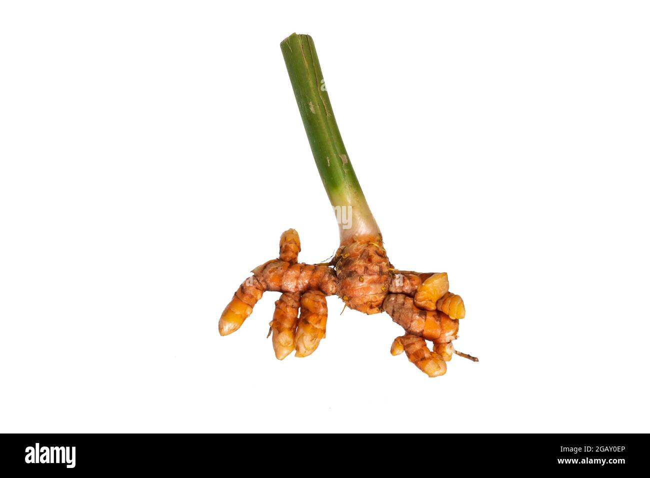 Turmeric root green leaves hi-res stock photography and images - Alamy