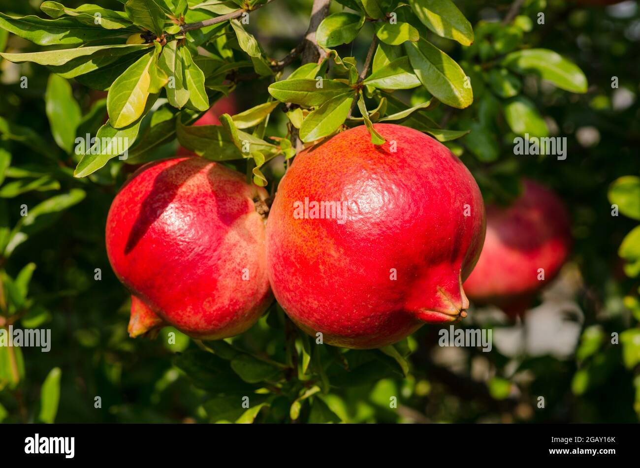 pomegranate on the tree, good fruit, good food, good for health Stock ...