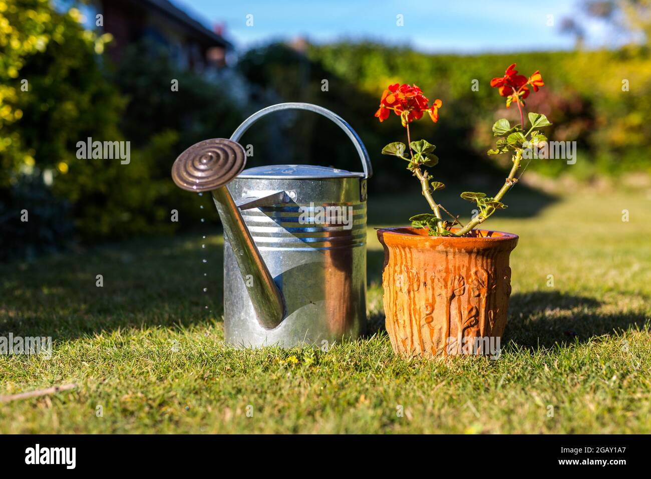 A freshly water bright red flower in a terracotta plant pot with a ...