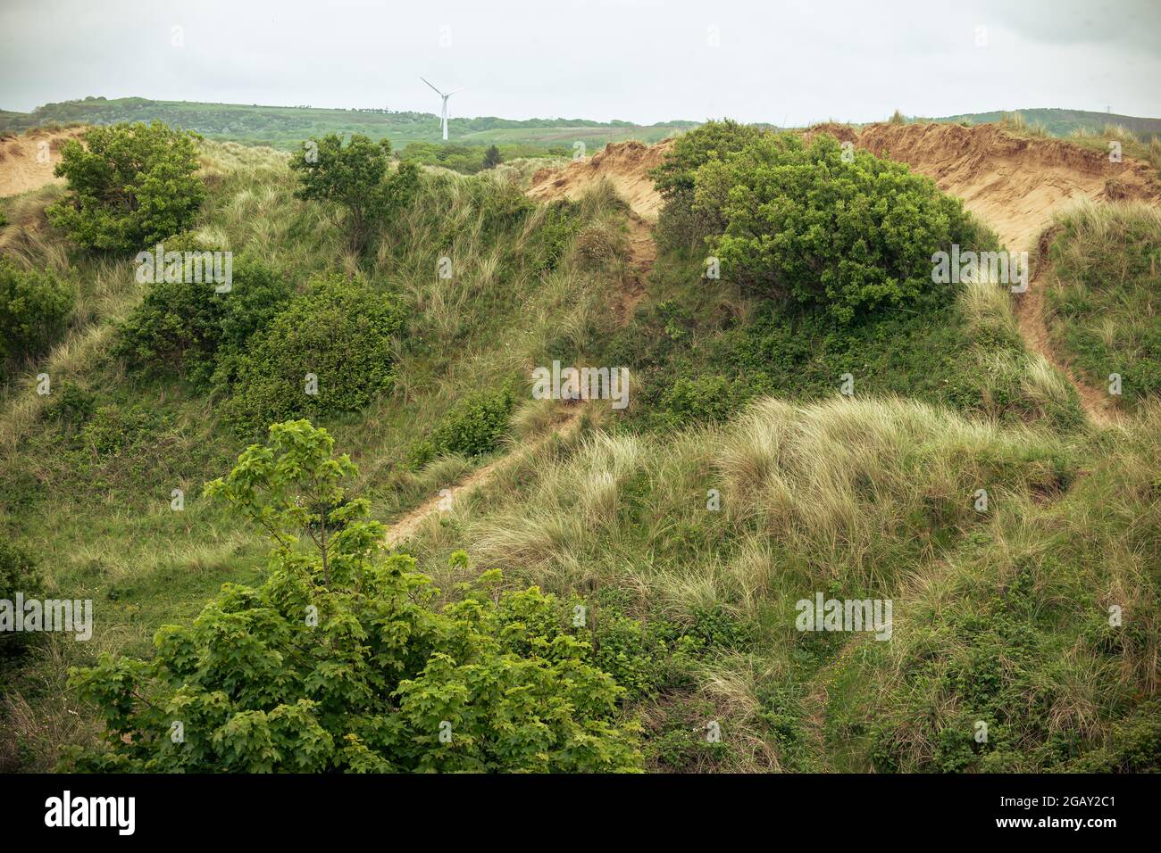 The Sandscale Haws national nature reserve sand dune landscape and wild ...