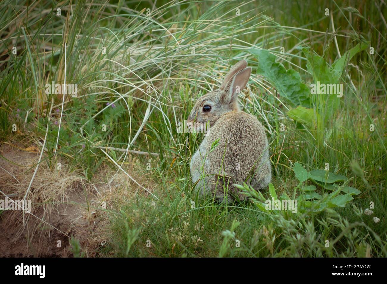 Rabbit rear view hi-res stock photography and images - Alamy