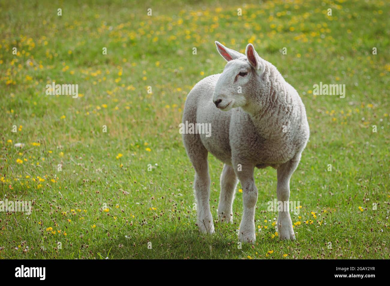 Lamb and sheep in rural field hi-res stock photography and images - Alamy