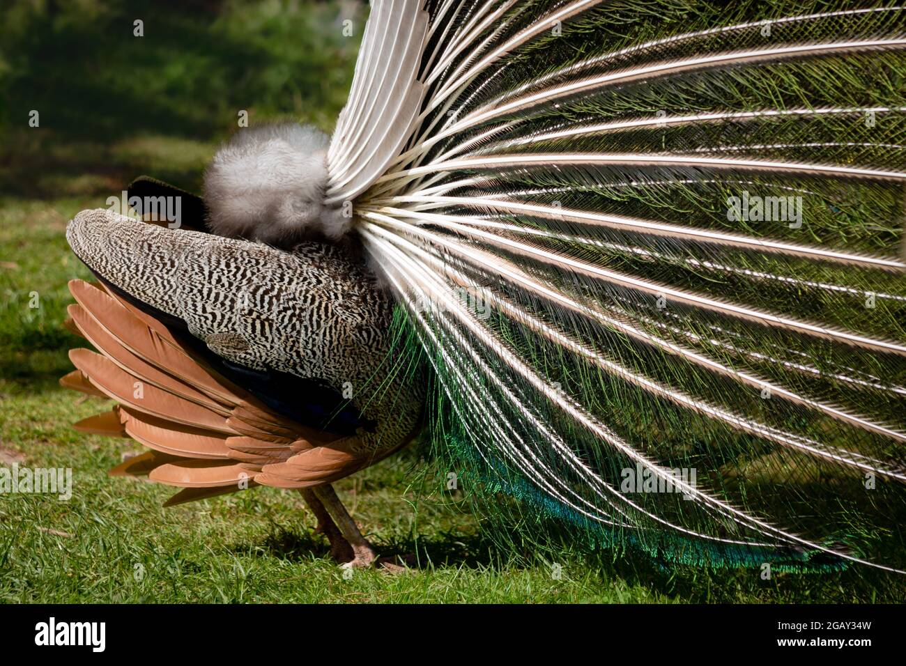 Peacock side view hi-res stock photography and images - Alamy