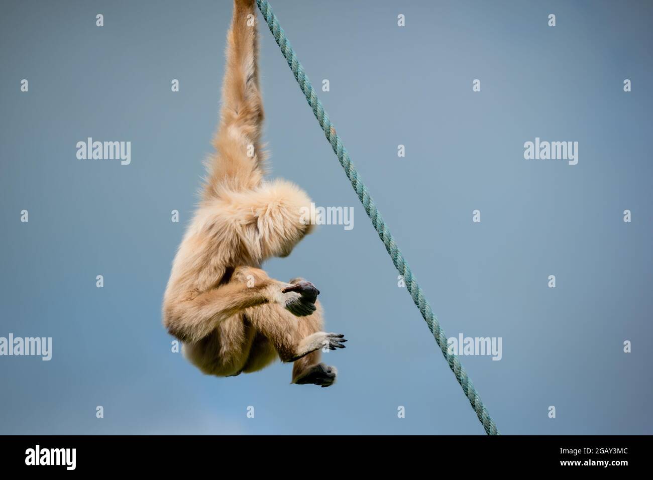 A light sandy white-handed gibbon hanging from a rope Stock Photo - Alamy