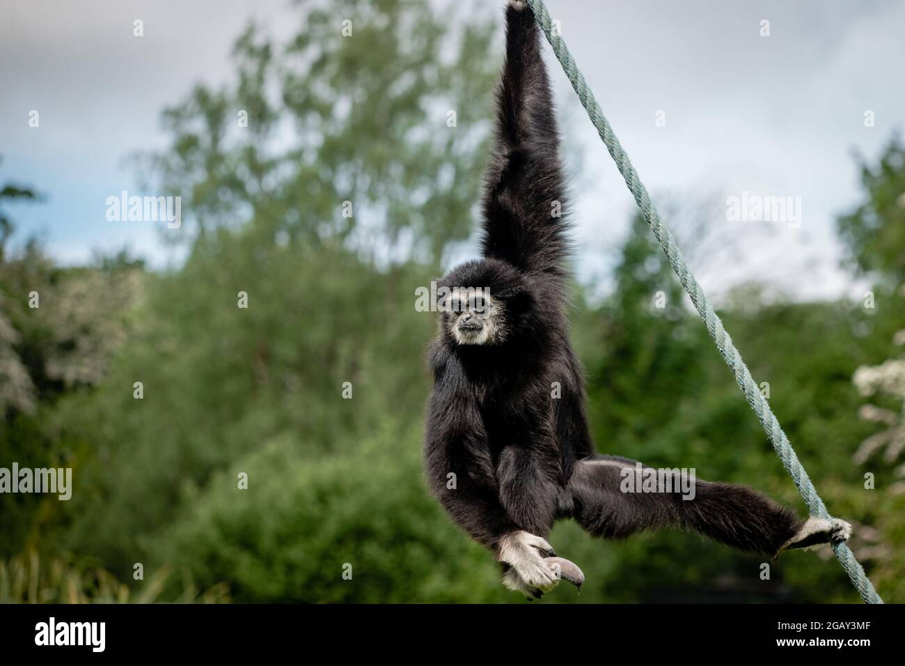 A black white-handed gibbon hanging from a rope Stock Photo - Alamy