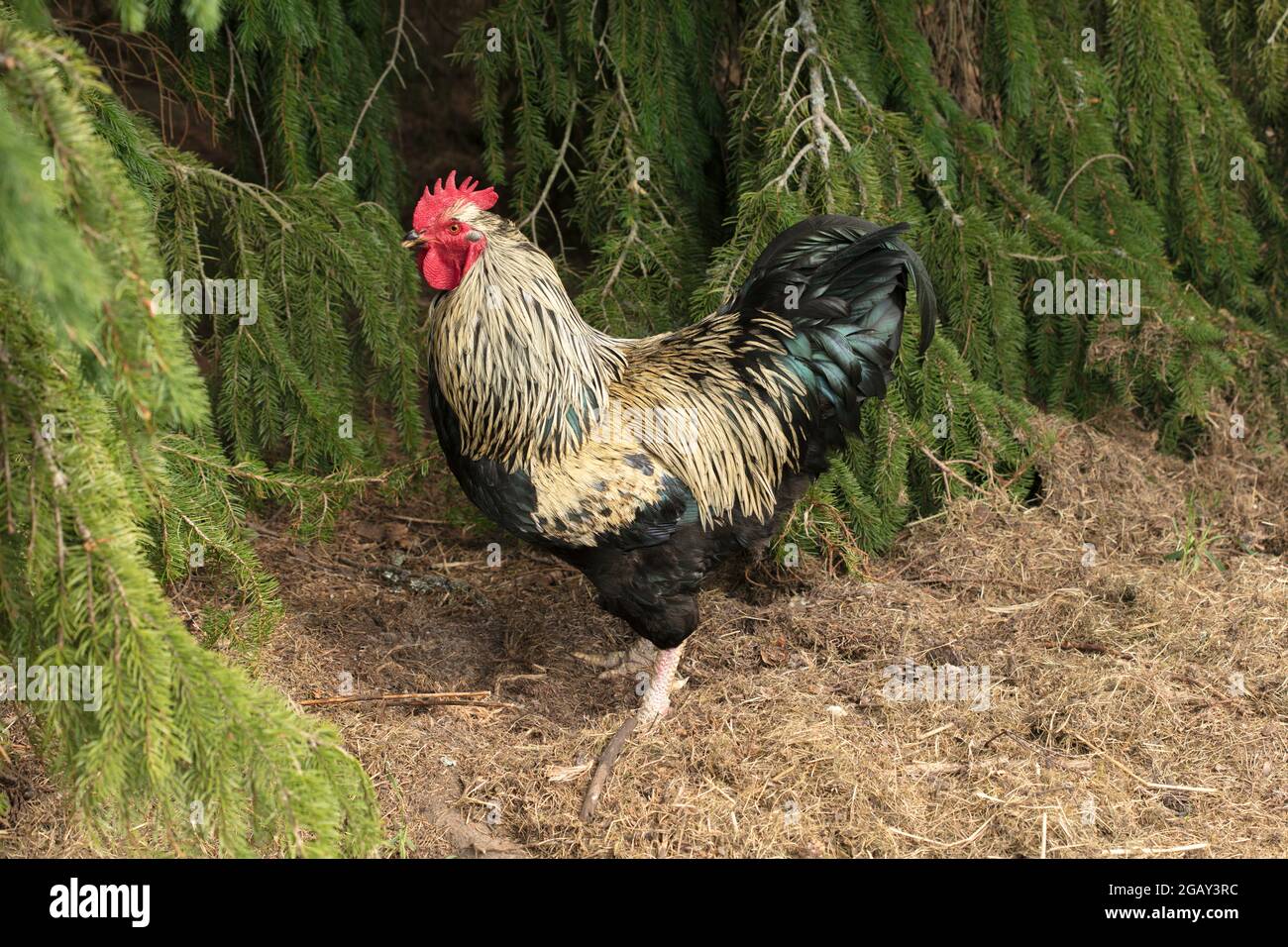 Big colorful rooster on the ground in a farm. Tree, ground and a simple ...