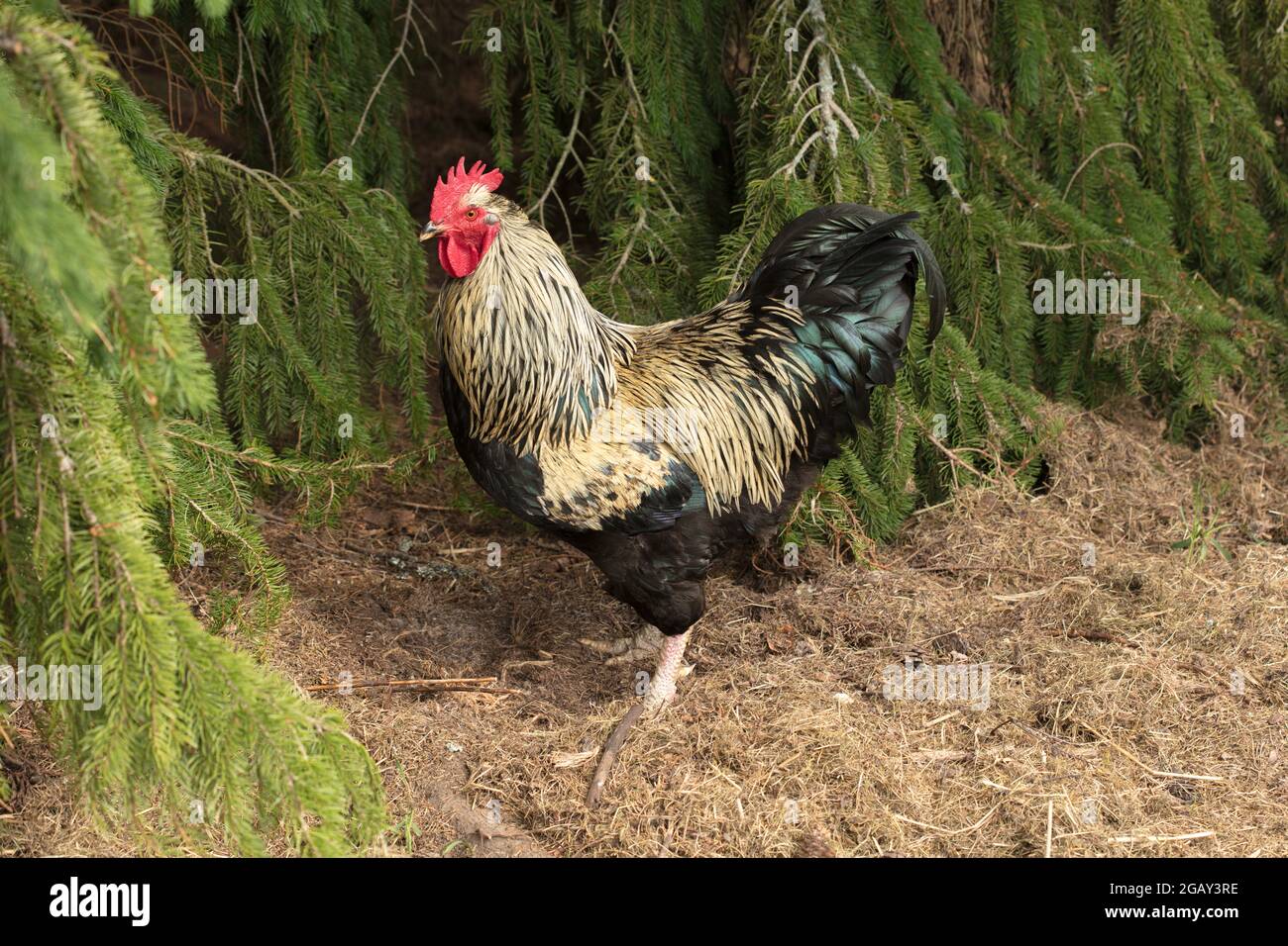 Big colorful rooster on the ground in a farm. Tree, ground and a simple ...