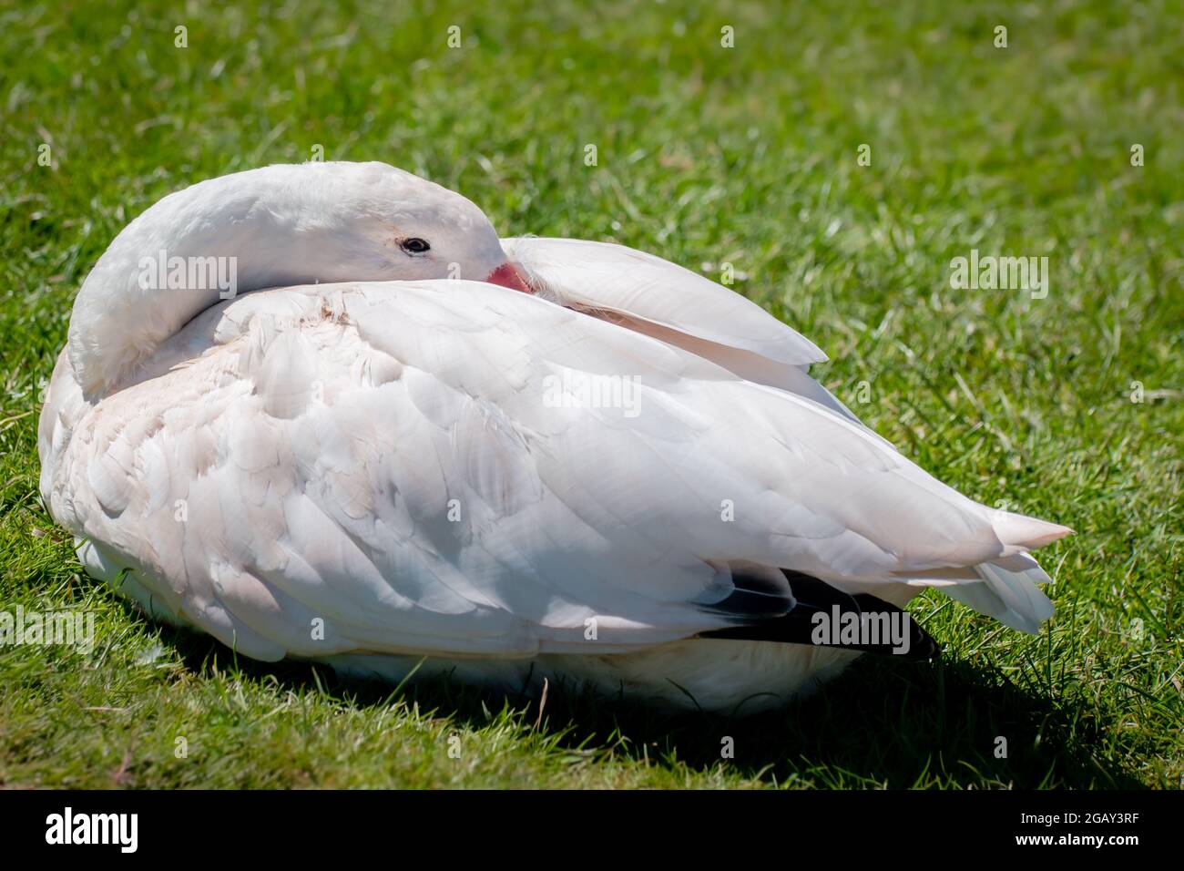 Waterfowl resting hi-res stock photography and images - Alamy