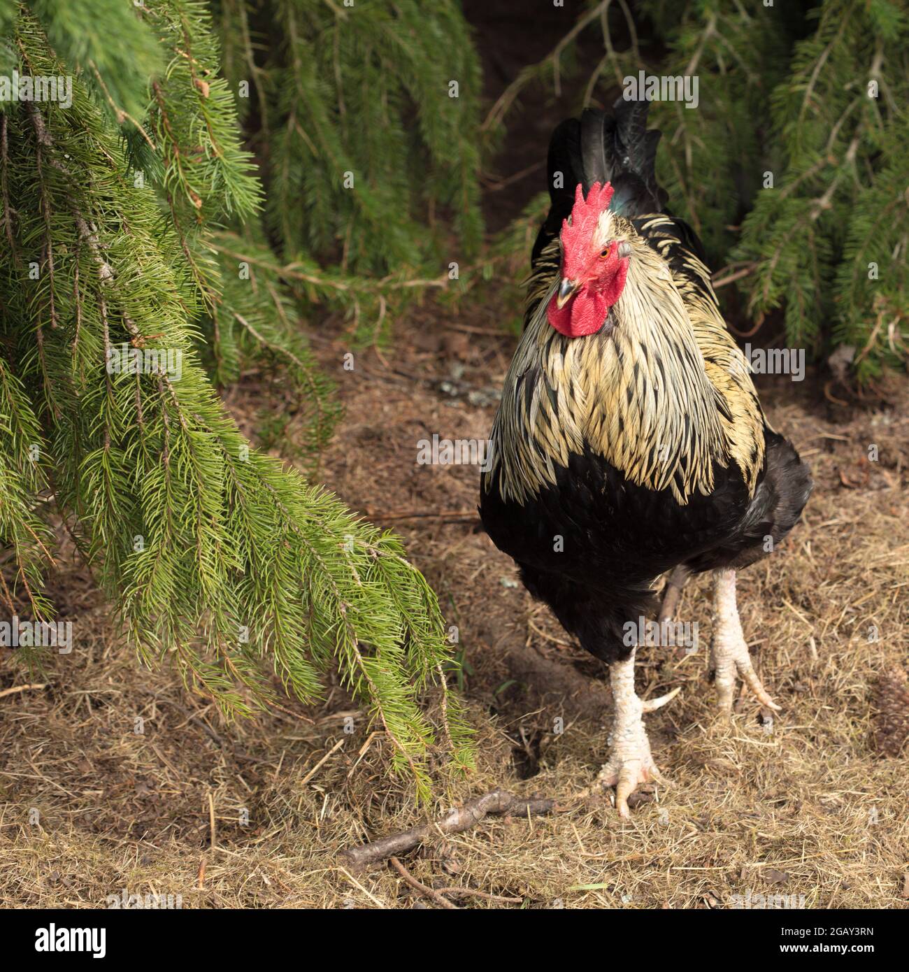 Big colorful rooster on the ground in a farm. Tree, ground and a simple ...