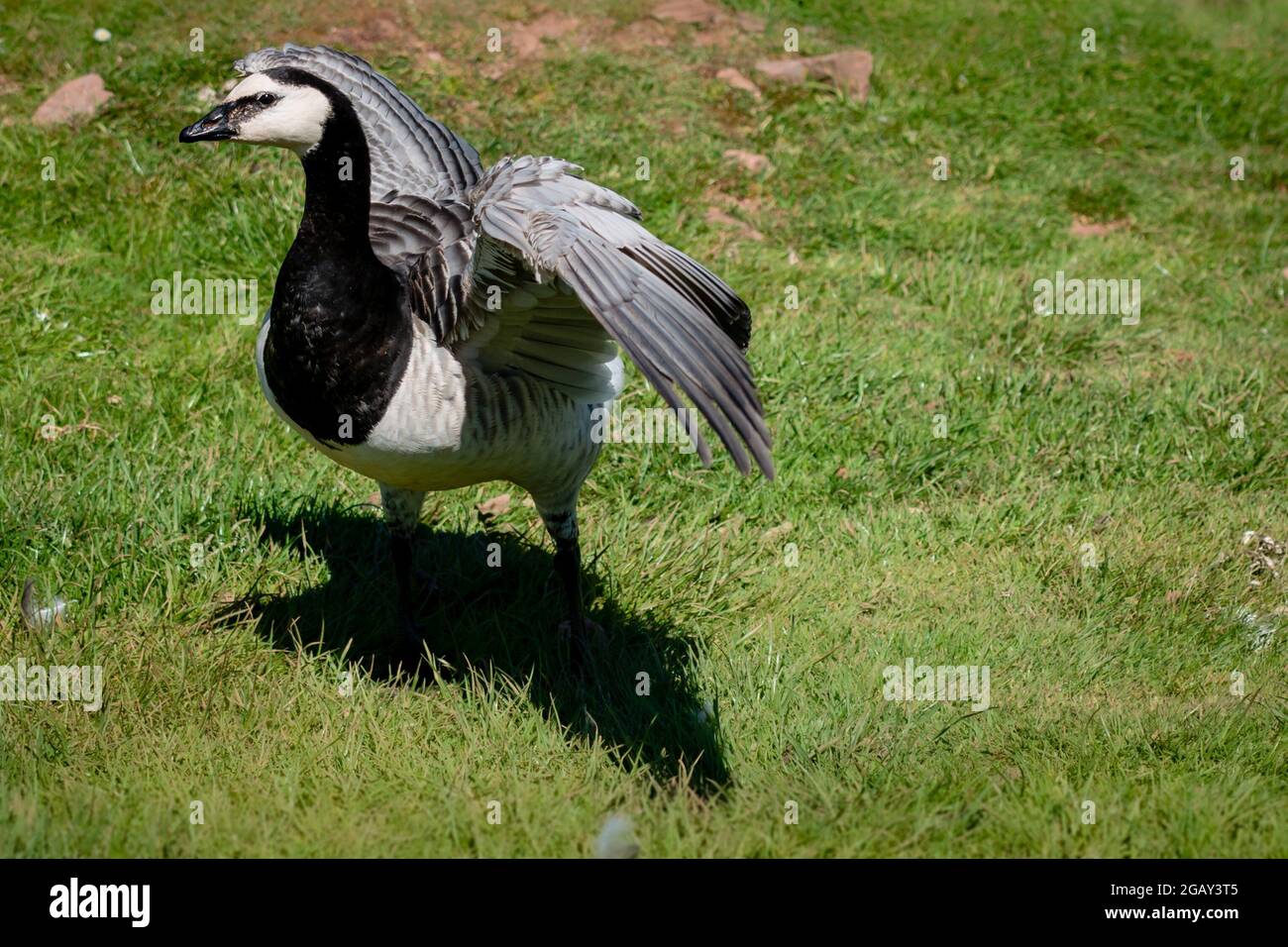Barnacle goose flapping wings open in grass Stock Photo - Alamy