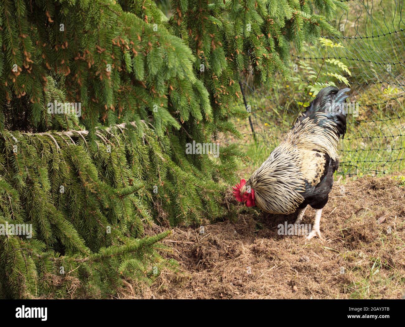 Big colorful rooster on the ground in a farm. Tree, ground and a simple ...
