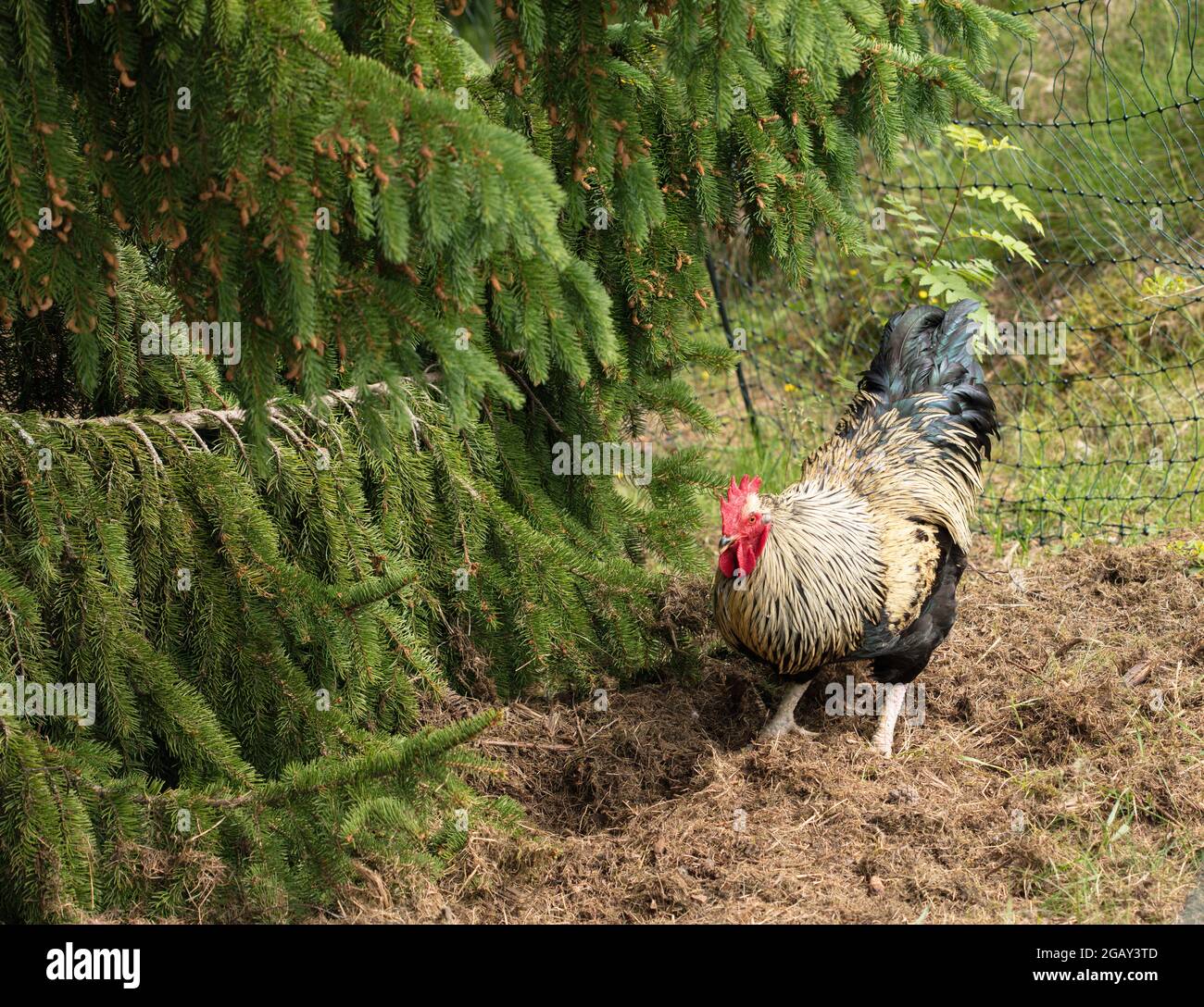 Big colorful rooster on the ground in a farm. Tree, ground and a simple ...