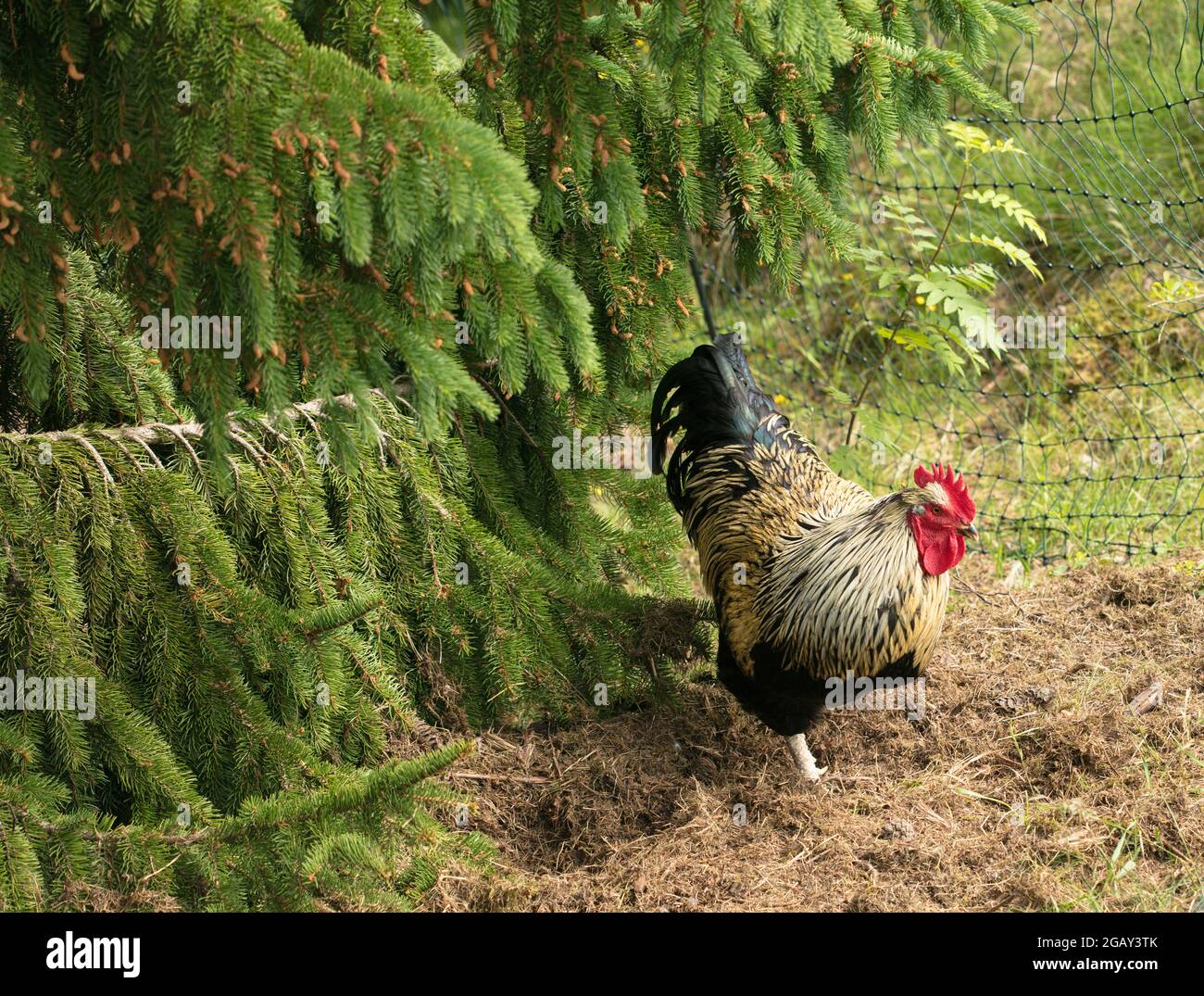 Big colorful rooster on the ground in a farm. Tree, ground and a simple ...