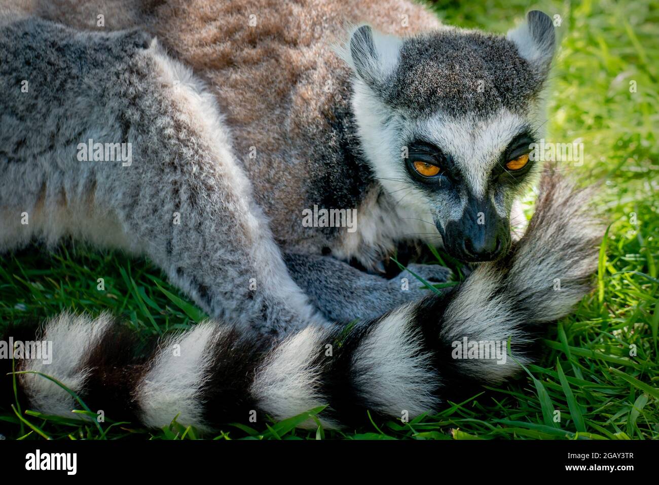 A sleepy ring-tailed lemur lying down in grass curled up in a ball ...