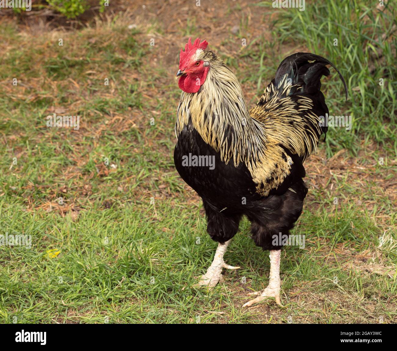 Big colorful rooster on the ground in a farm. Tree, ground and a simple ...