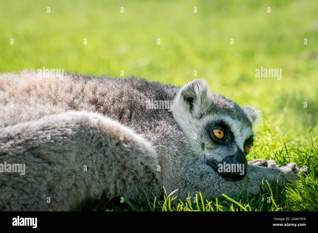 A ring-tailed lemur resting and lying down on grass with white space ...