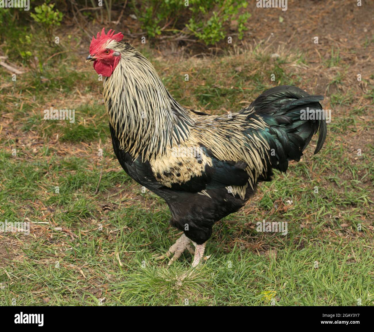 Big colorful rooster on the ground in a farm. Tree, ground and a simple ...