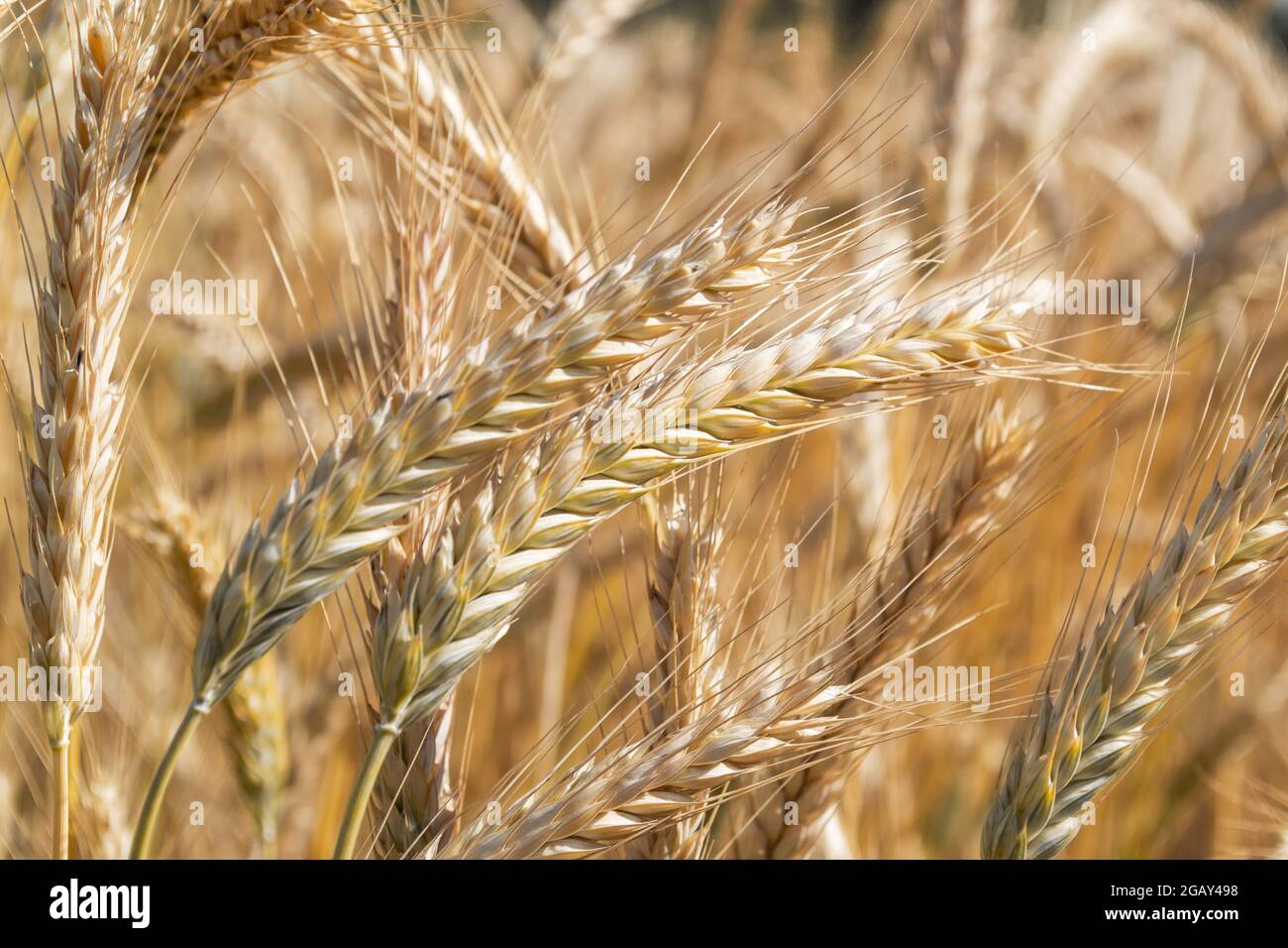 Ripe wheat field, spikelets close-up. Wheat spikelets are ready to ...