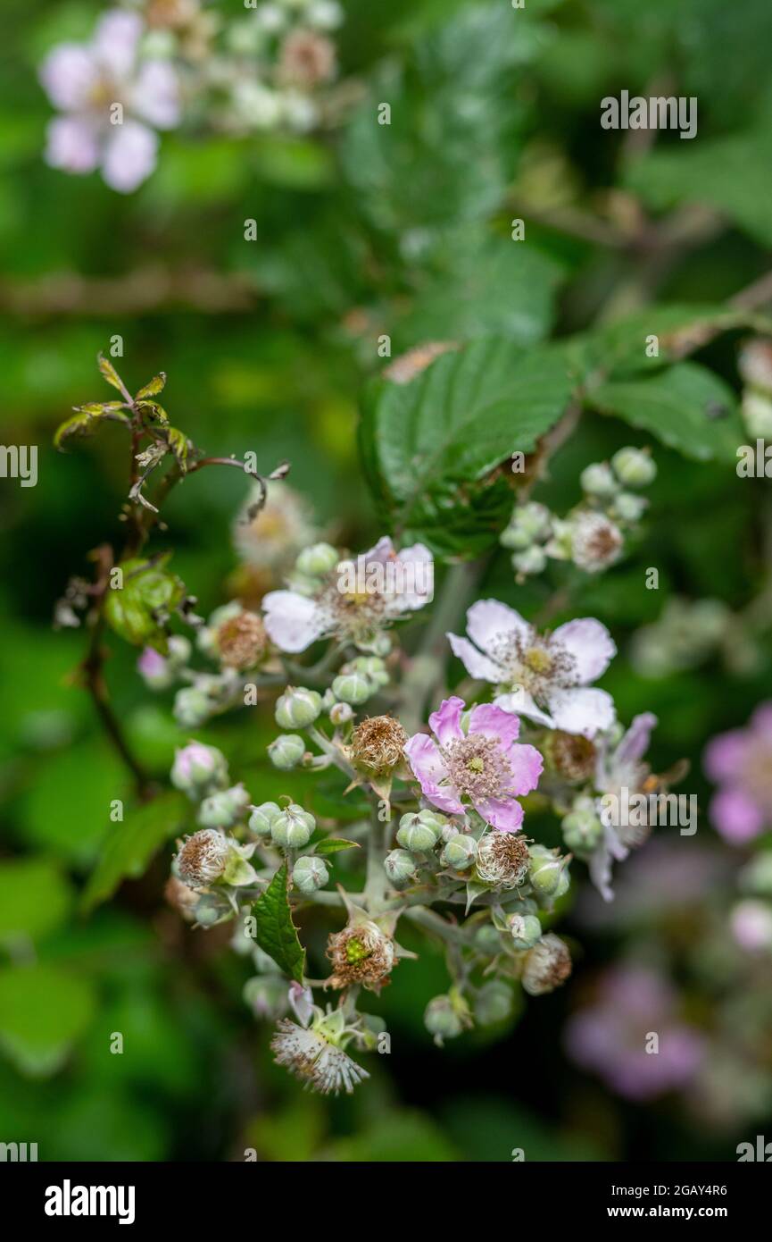 blackberry bush blossoms, blackberries, blackberry bush, blossoming ...