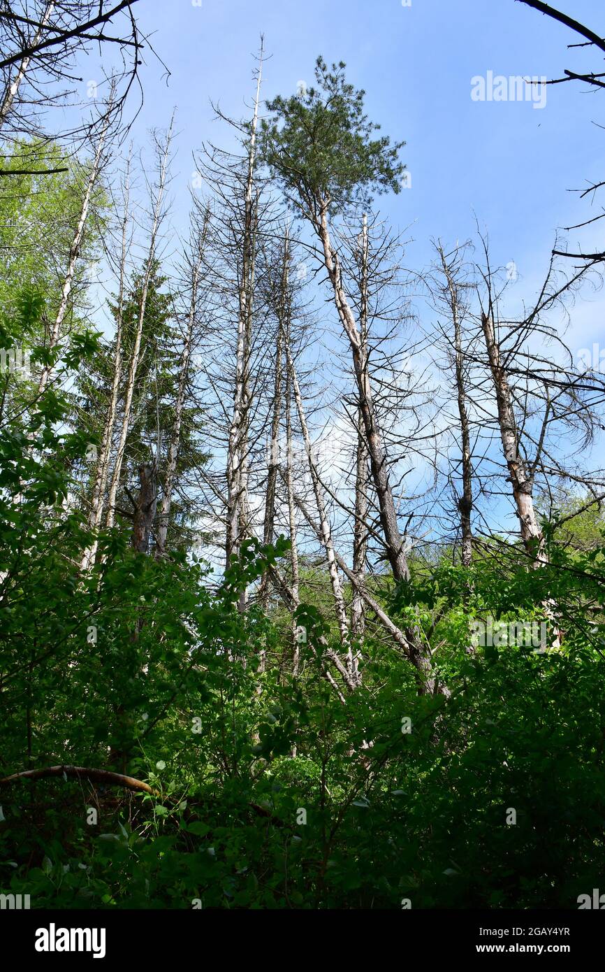 Withered trees hi-res stock photography and images - Alamy