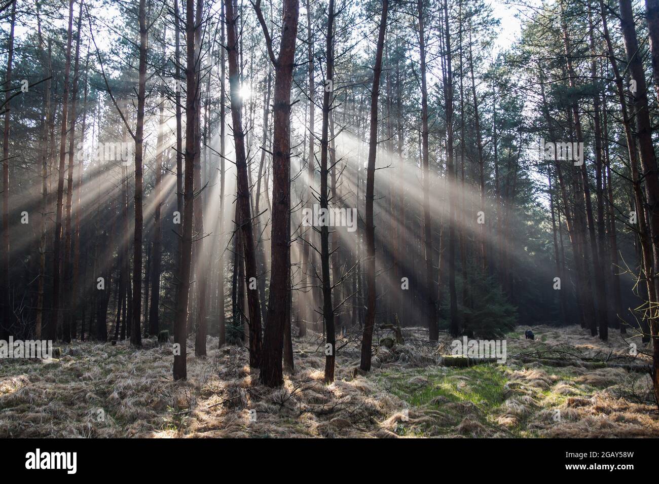 Magical fairy tale forest hi-res stock photography and images - Alamy