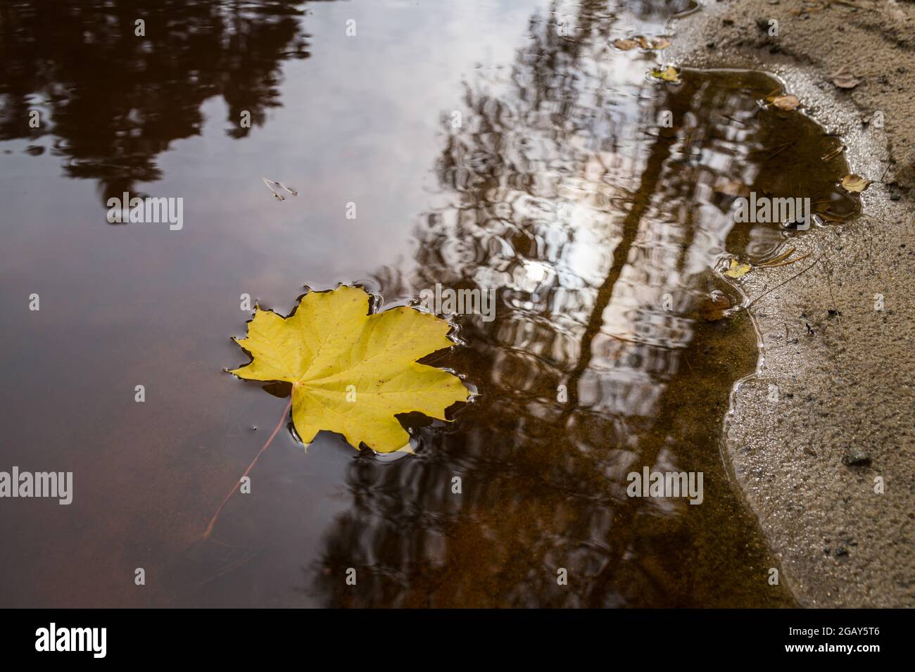 reflection of sunlight and a yellow maple leaf drifting in a beautiful ...