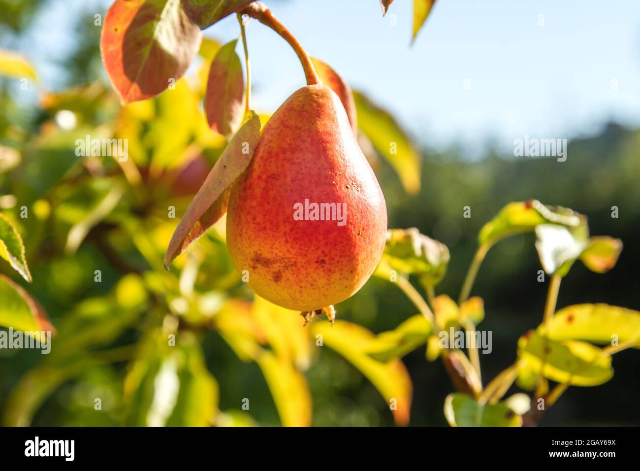 Fruits orchard hi-res stock photography and images - Alamy