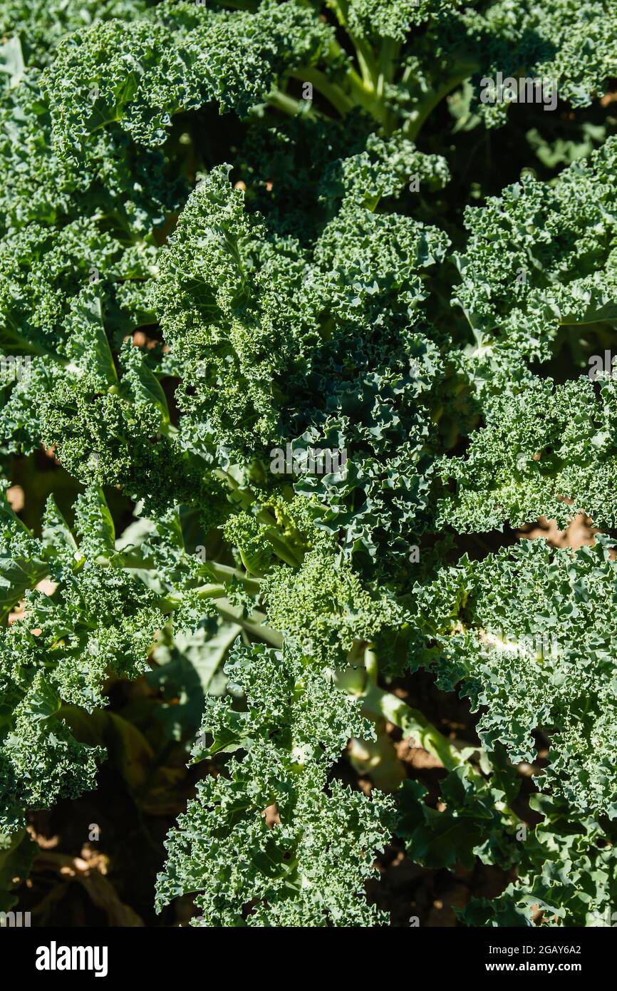 Kale or leaf cabbage plants growing in the vegetable garden Stock Photo ...