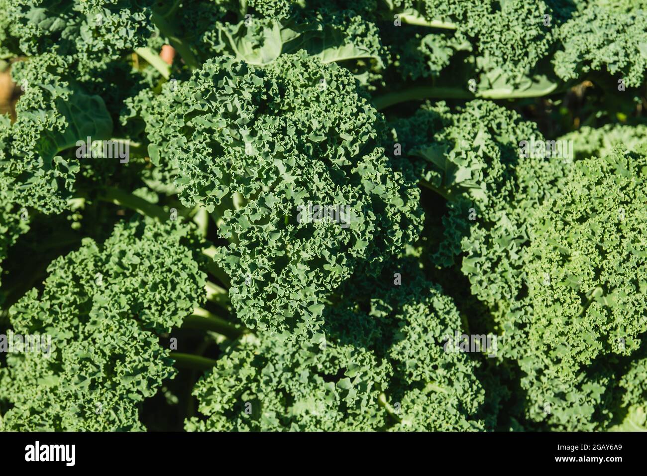 Kale or leaf cabbage plants growing in the vegetable garden Stock Photo ...