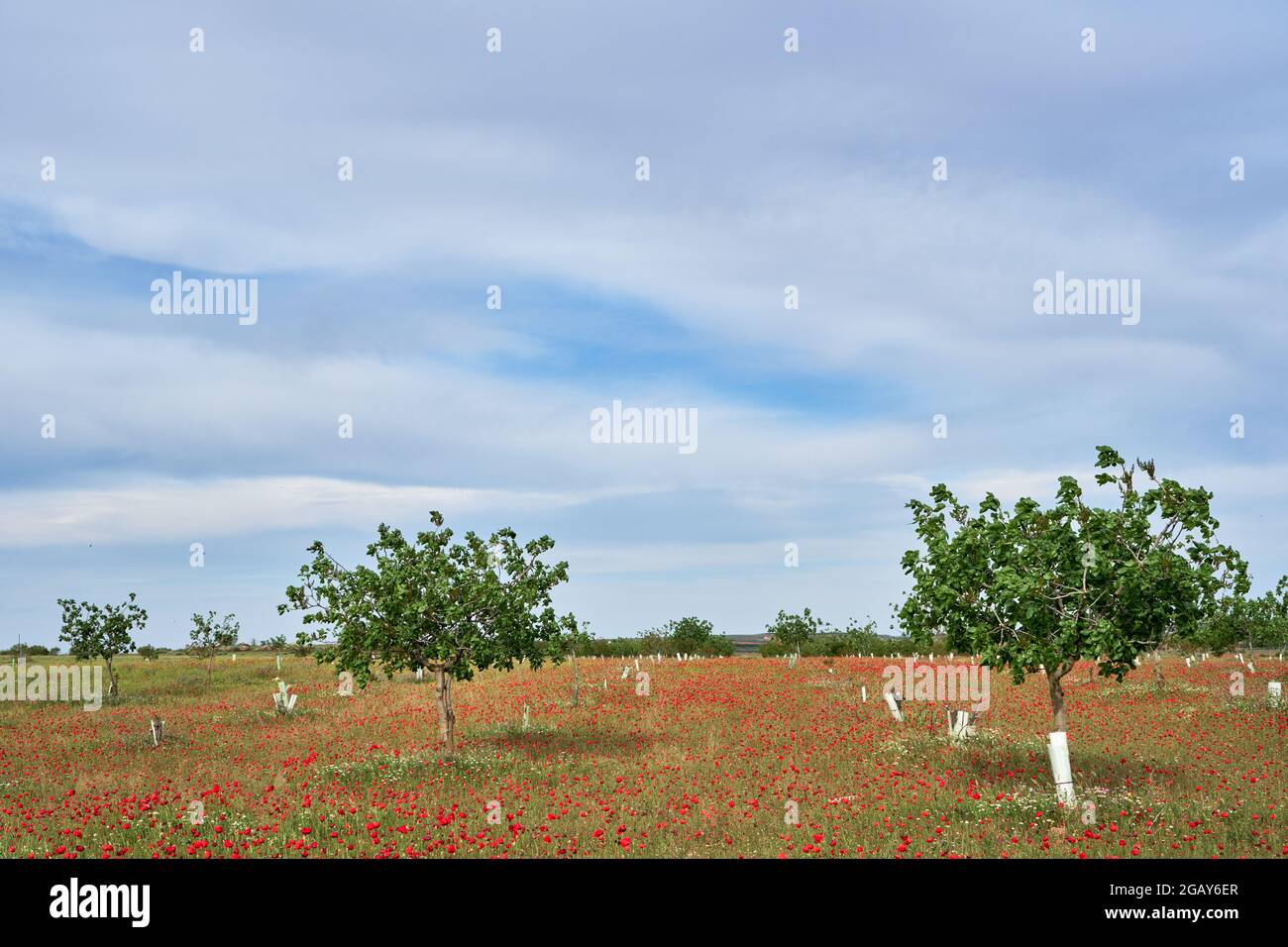 Pistacia vera harvest hi-res stock photography and images - Alamy