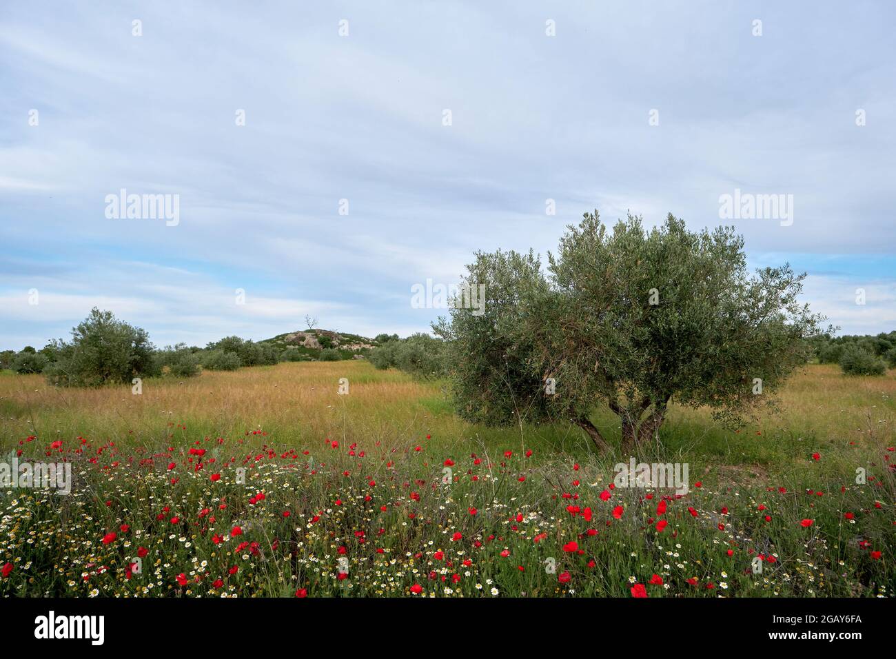 Olive trees and spring flowers hi-res stock photography and images - Alamy