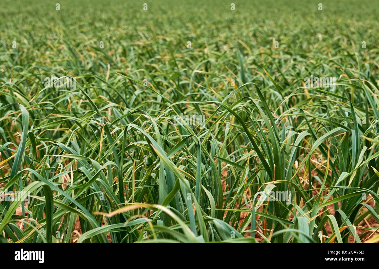 Green onions field, extensive farming Stock Photo - Alamy