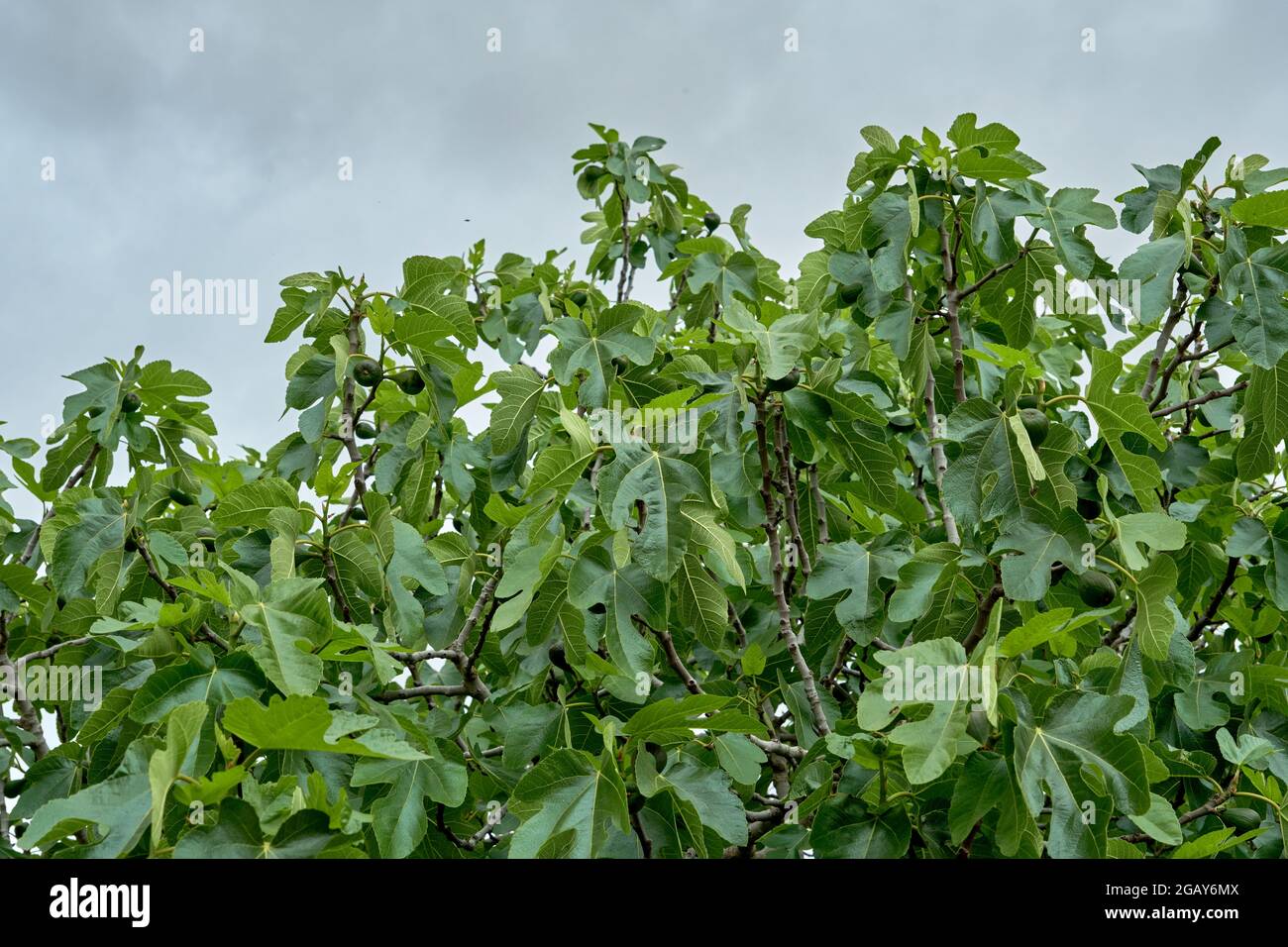 Ficus carica or common fig green foliage with ripening fruits Stock ...