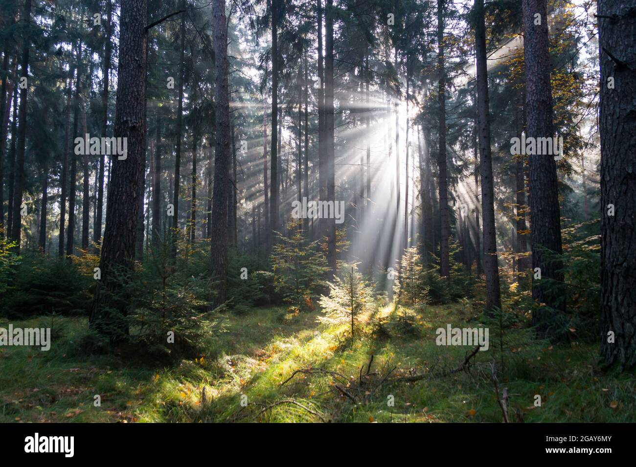 magical lights and dark shadows of tree trunks in the fairy tale forest ...