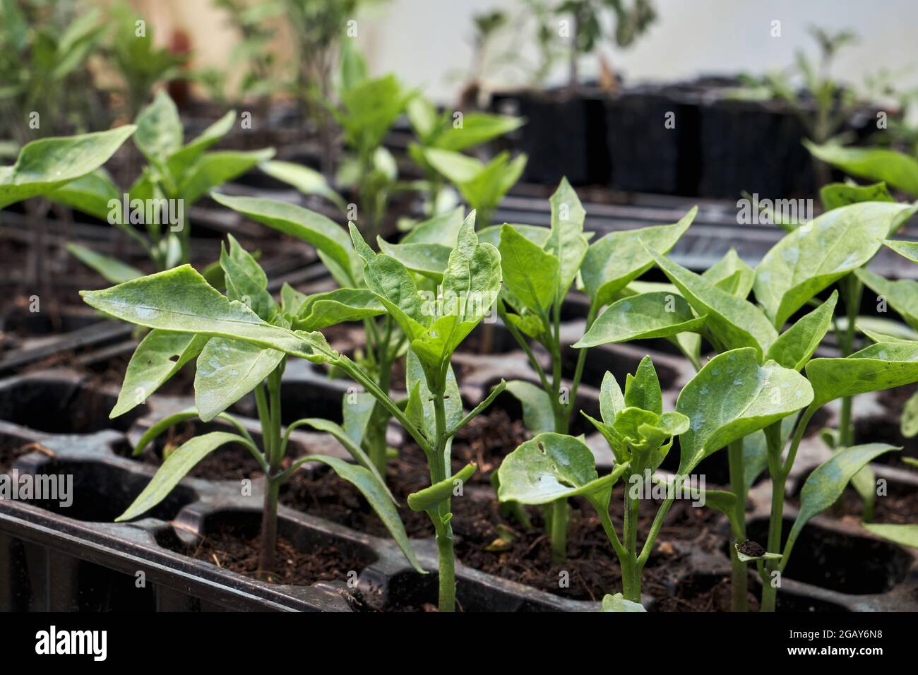 Chilli pepper seedlings hi-res stock photography and images - Alamy