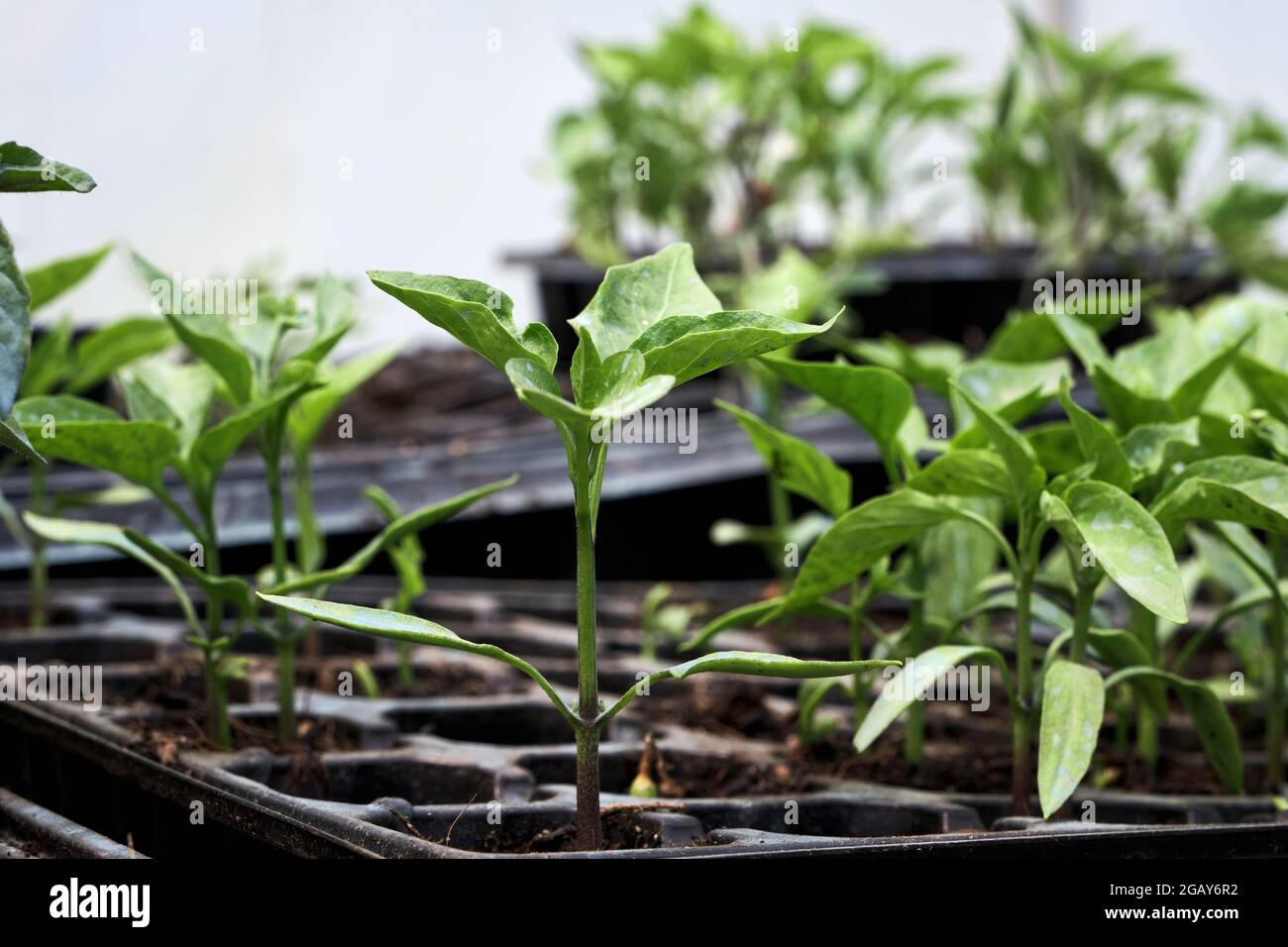 Chilli seedlings hi-res stock photography and images - Alamy
