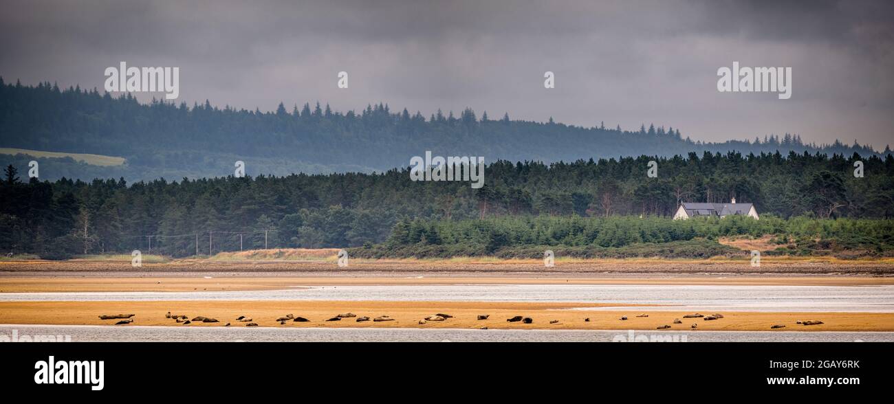 Common Seals basking on the Loch Fleet Sandbanks near Little Ferry in ...