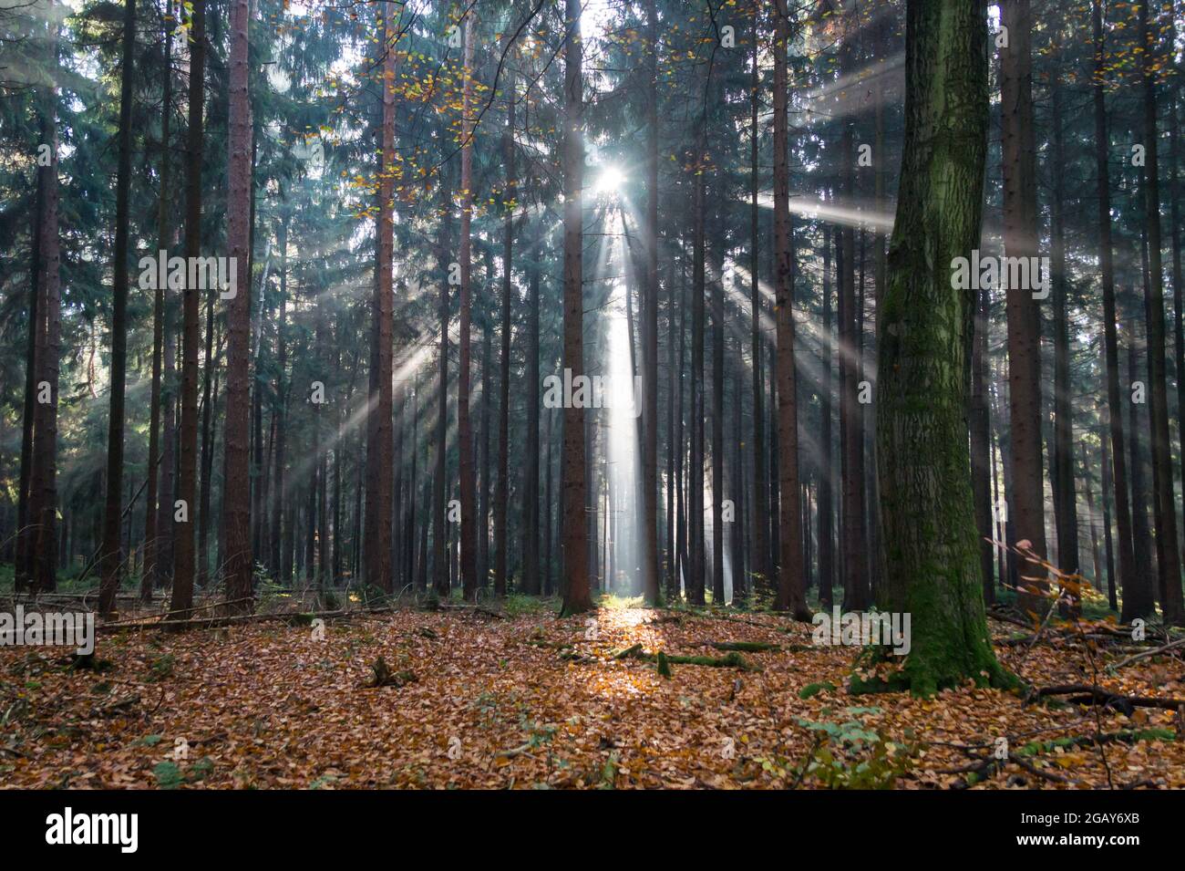 magical lights and dark shadows of tree trunks in the fairy tale forest ...