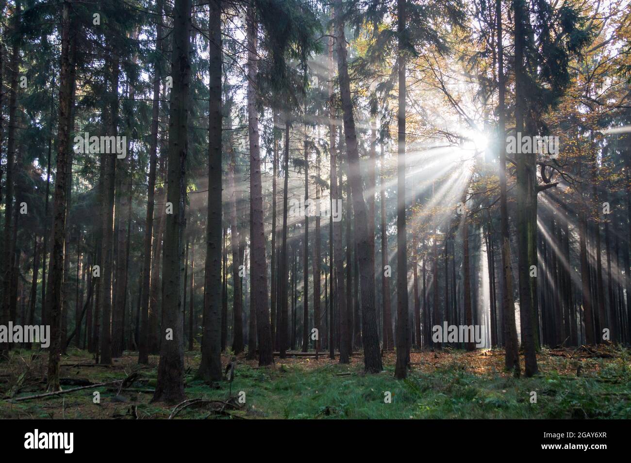 magical lights and dark shadows of tree trunks in the fairy tale forest ...