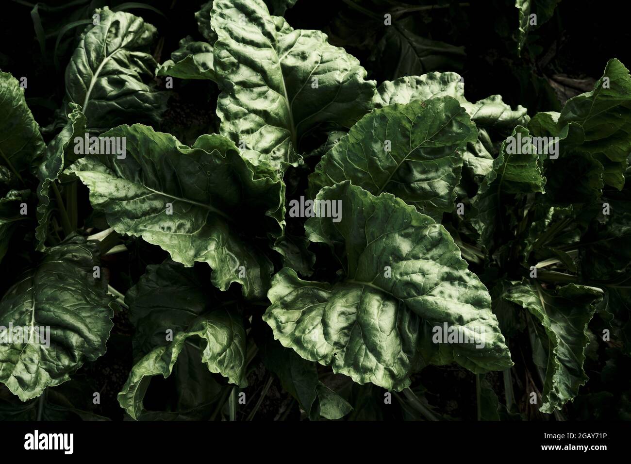 Beta vulgaris plants growing in the vegetable garden Stock Photo - Alamy
