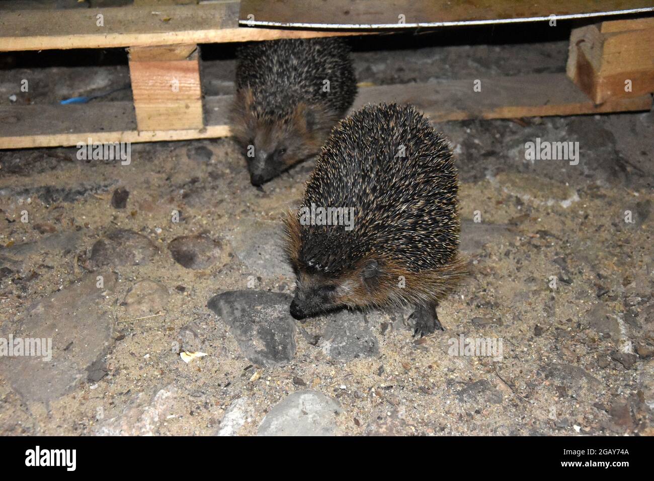Igel nachts auf Futtersuche, Germany Stock Photo - Alamy