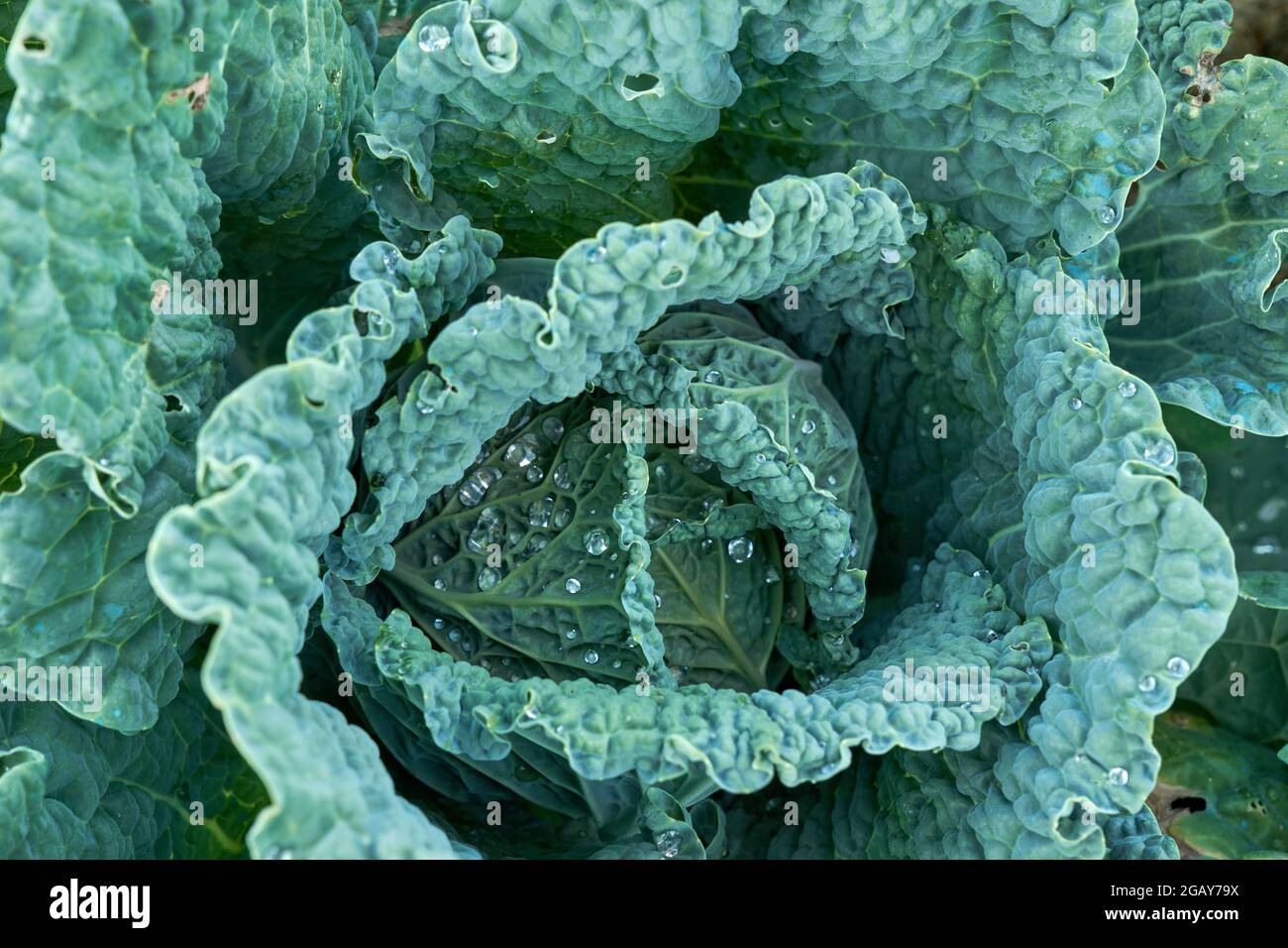 Leaf cabbage or kale plant growing in the vegetable garden Stock Photo ...