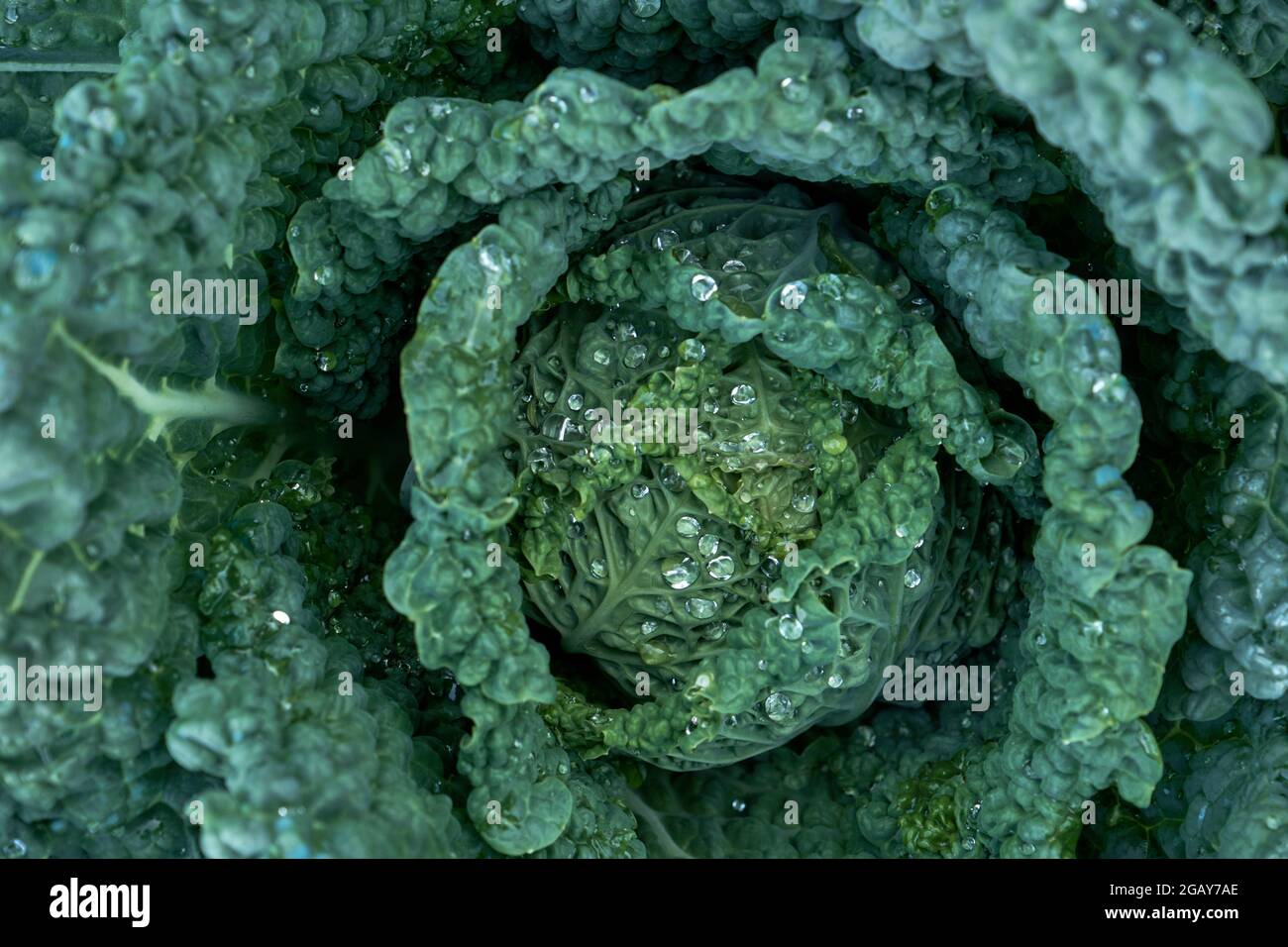 Leaf cabbage or kale plant growing in the vegetable garden Stock Photo ...