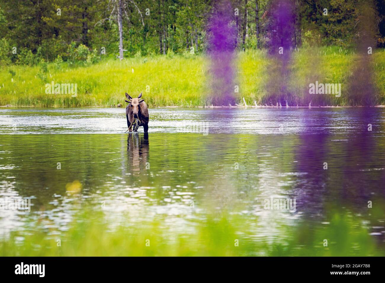Moose idaho hi-res stock photography and images - Alamy