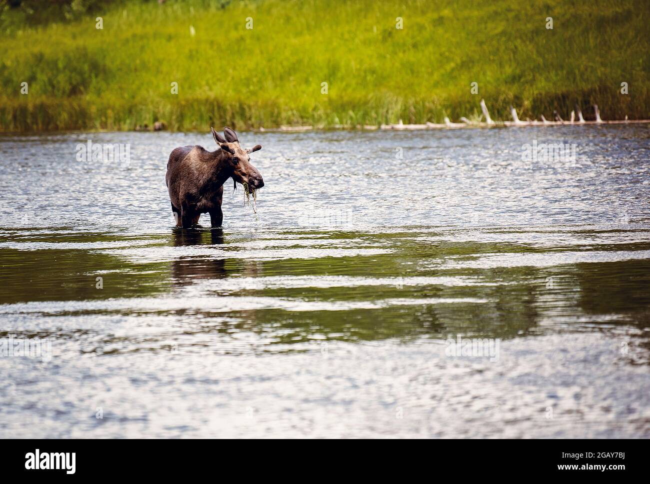 Mama moose hi-res stock photography and images - Alamy